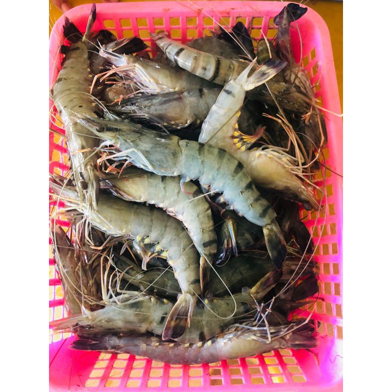 Jual Udang Windu / Black Tiger Fresh Segar | Shopee Indonesia