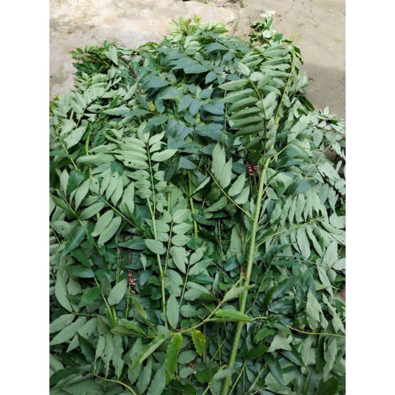 Jual Daun indigofera pakan ternak/daun indigofera segar/1kg | Shopee ...
