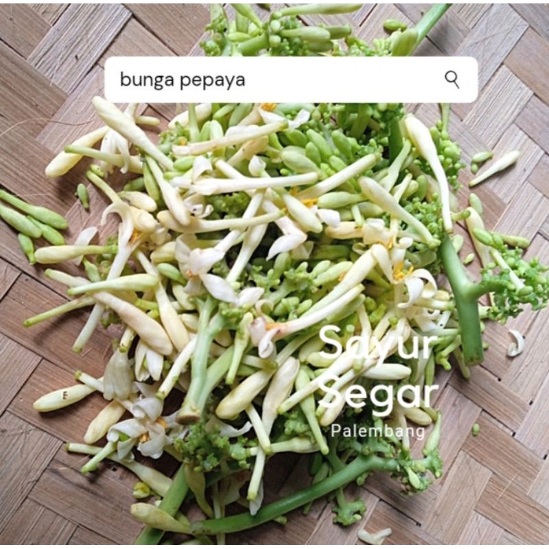 Jual bunga pepaya | Shopee Indonesia