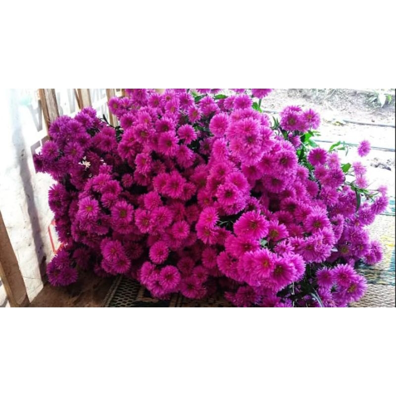 Jual Bunga pikok UNGU asli segar per ikat CMHI BDG PDLRG | Shopee Indonesia