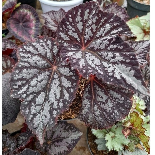 Jual Tanaman Begonia Brown Painted Leaf / Brown Angel Wings / Silver ...