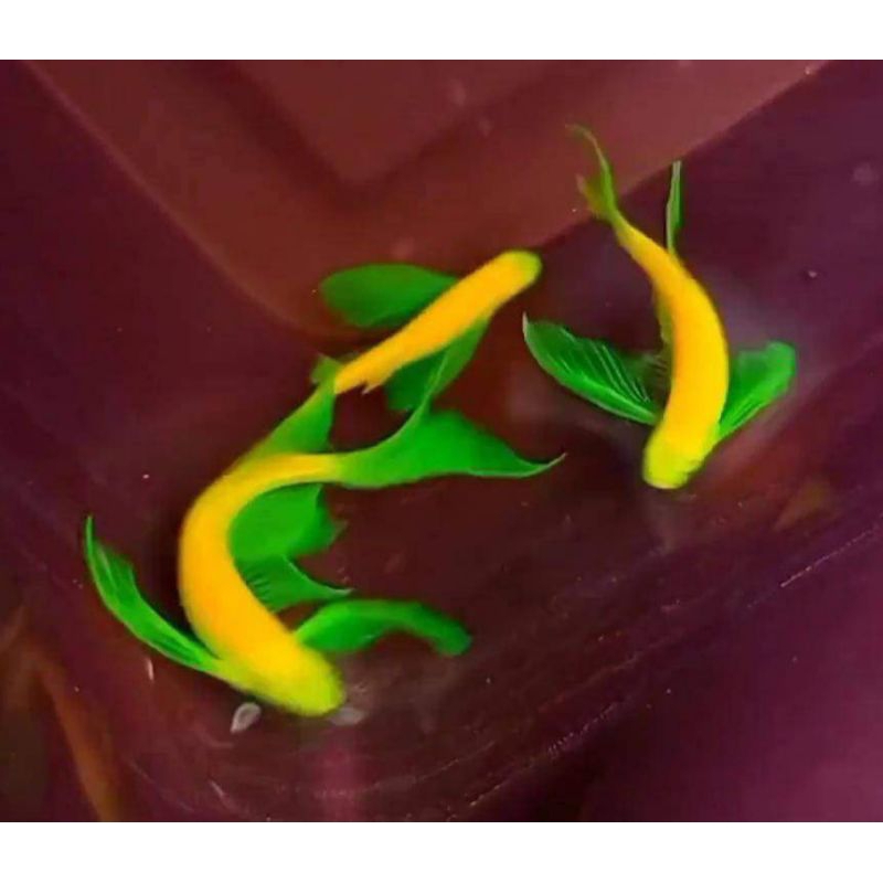 Jual Danio Slayer REMAJA Warna Kuning Sirip Hijau Tolong di Baca Lagi ...