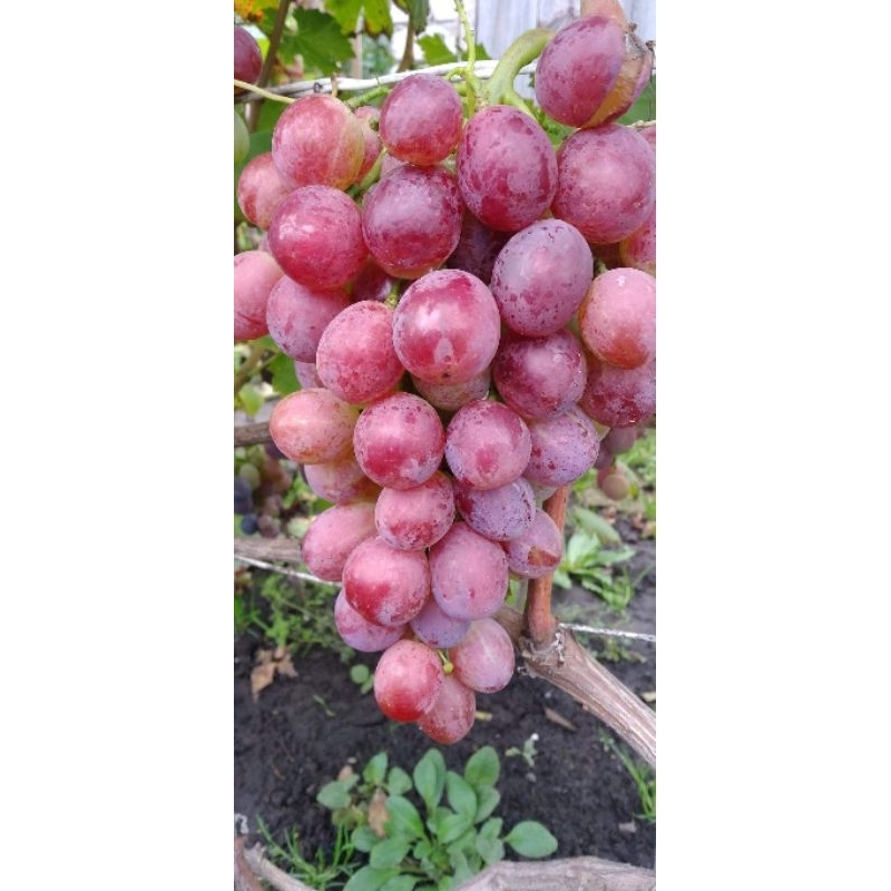 Jual bibit anggur everest so4 (manis, renyah, besar, Genjah) 90cmeter ...