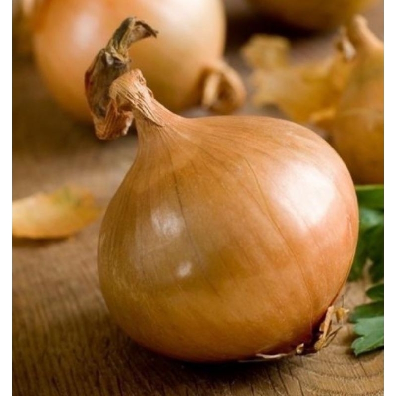 Jual Bawang Bombay BESAR 6080 Sweet Onion 1 kg | Shopee Indonesia