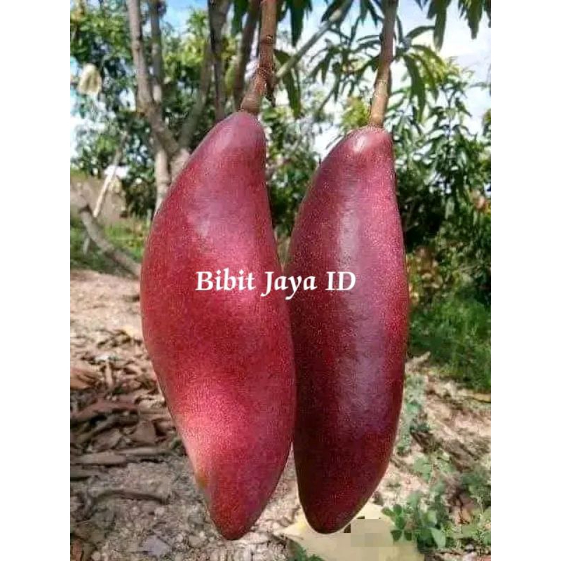 Jual Bibit Mangga Red Ivory - Hasil Okulasi | Shopee Indonesia
