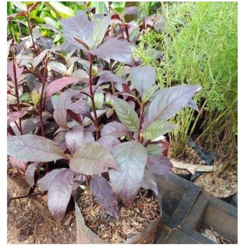 Jual Bibit daun ungu organik tanaman handelem tinggi 30 cm | Shopee ...