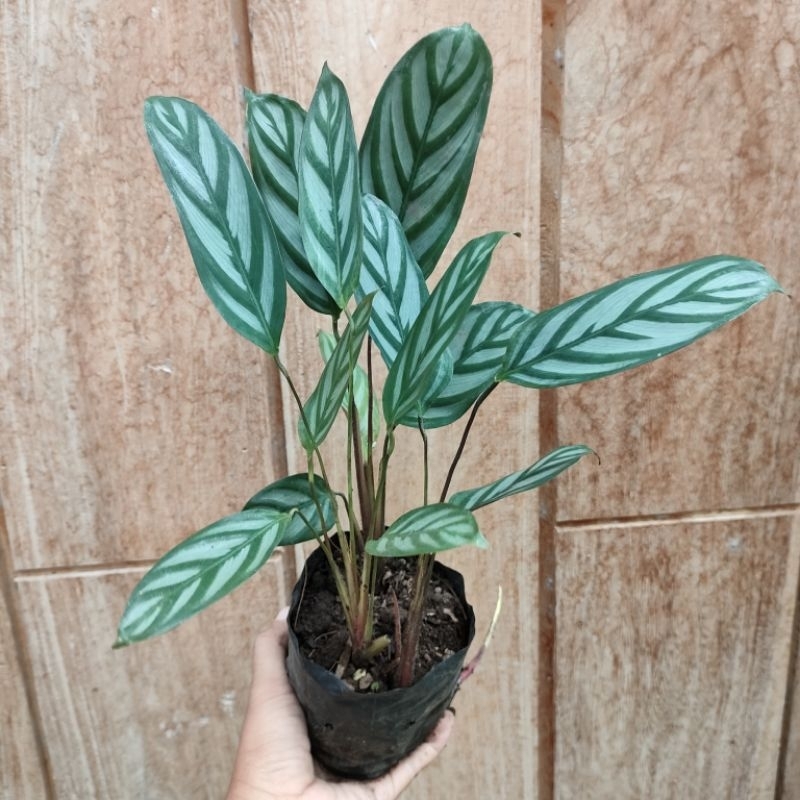 Jual Tanaman Hias Calathea Setosa | Shopee Indonesia Jual Tanaman Hias Calathea Setosa | Shopee Indonesia