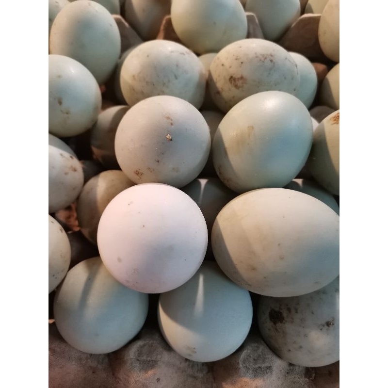 Jual TELOR BEBEK MENTAH | Shopee Indonesia