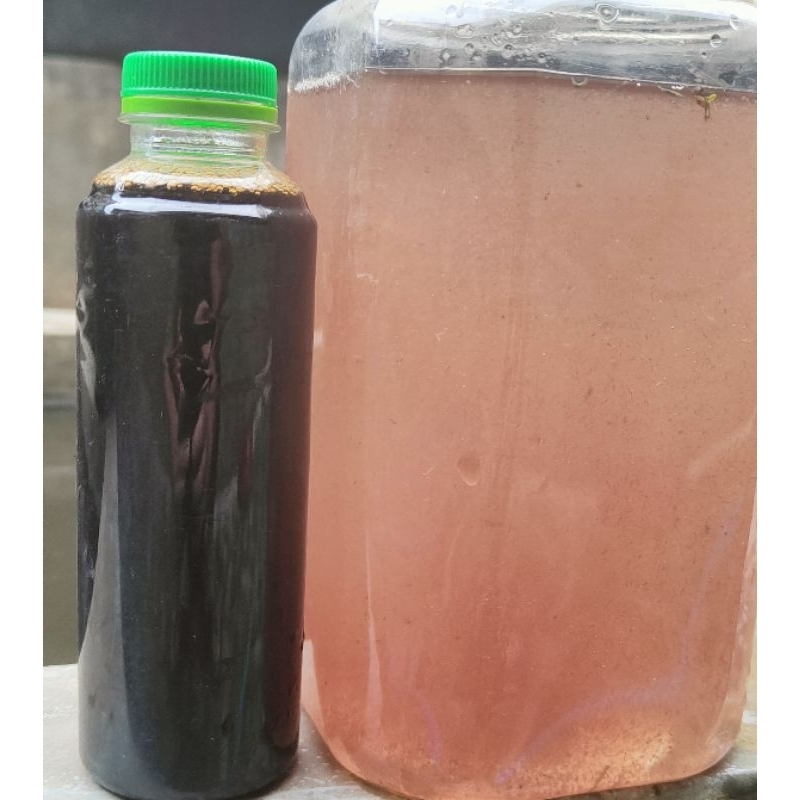 Jual Pakan/kultur kutu air moina / dhapnia praktis dijamin panen ...