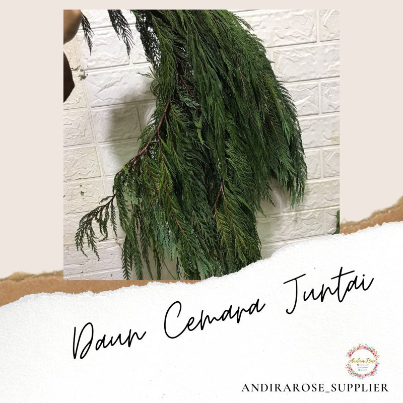 Jual Cemara Juntai(DaunPotongSegar) | Shopee Indonesia