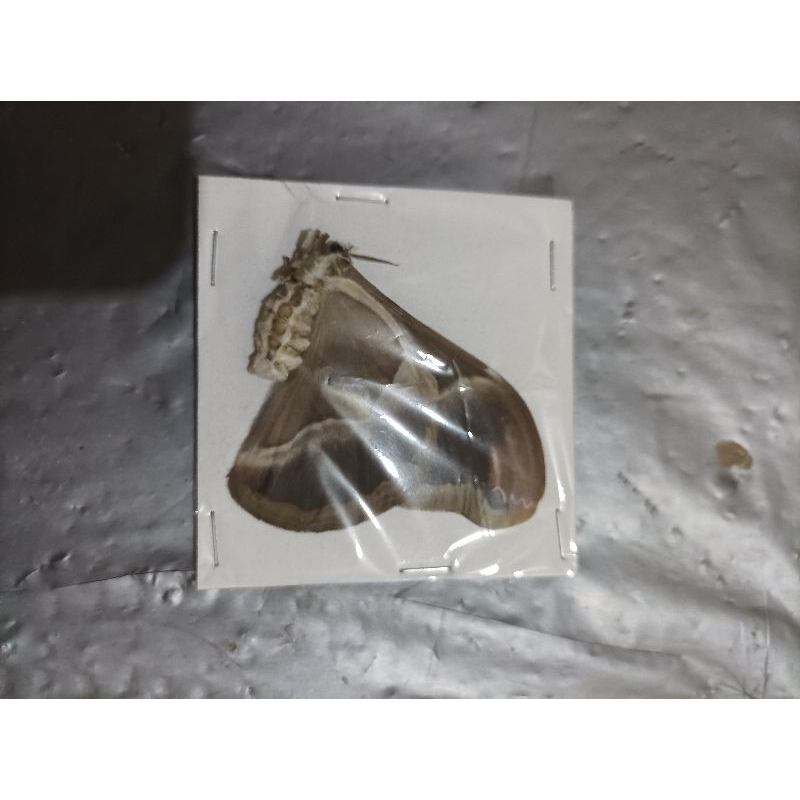 Jual taxydermi kupu gajah kecil /Rama rama /ngengat / moth ordo ...