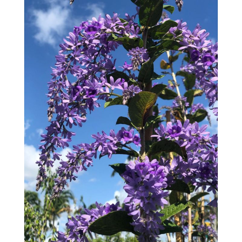 Jual tanaman bunga petrea ungu murah | Shopee Indonesia