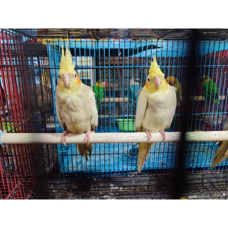 Jual Falk (parkit ostrali) | Shopee Indonesia