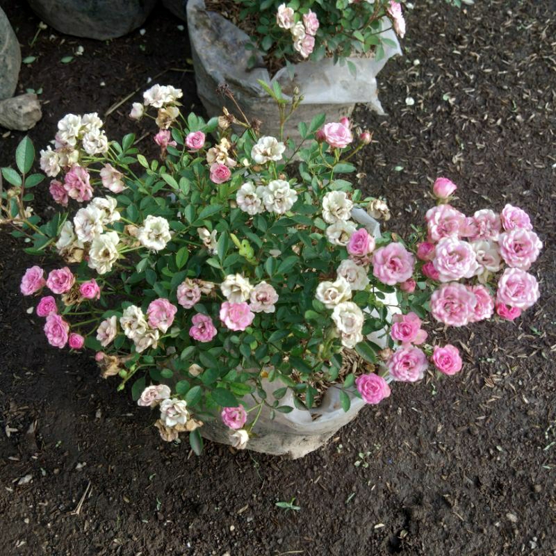 Jual babyrose minion mawar mini pink bunga bebi ros tanaman hias | Shopee Indonesia