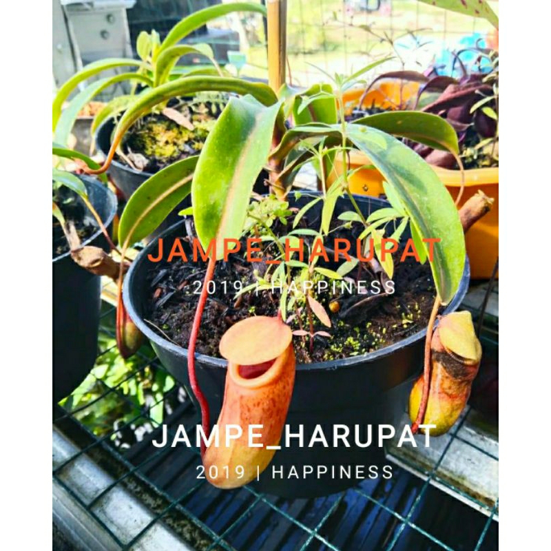 Jual KANTONG SEMAR TANAMAN HIAS KARNIVORA / NEPENTHES | Shopee Indonesia Jual KANTONG SEMAR TANAMAN HIAS KARNIVORA / NEPENTHES | Shopee Indonesia