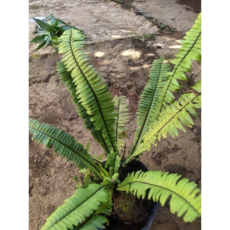 Jual pakis boston daun lembut pakis hutan | Shopee Indonesia