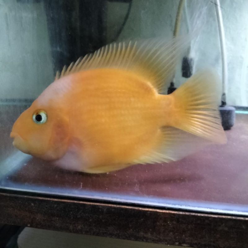 Jual Ikan hias Red Parrot Size 15-17cm | Shopee Indonesia