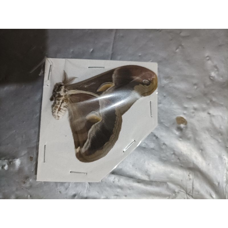 Jual taxydermi kupu gajah kecil /Rama rama /ngengat / moth ordo ...
