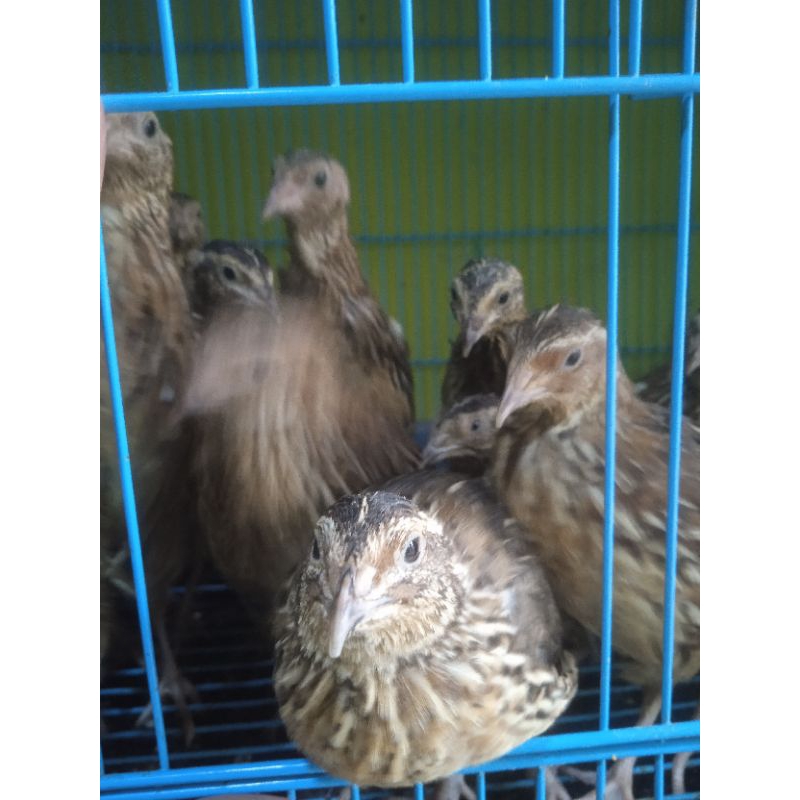 Jual Burung Puyuh Dewasa | Shopee Indonesia