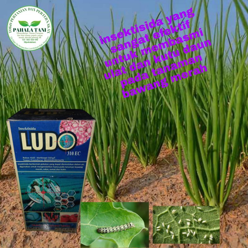Jual LUDO/hama ulat daun/ulat grayak/penggerek buah | Shopee Indonesia