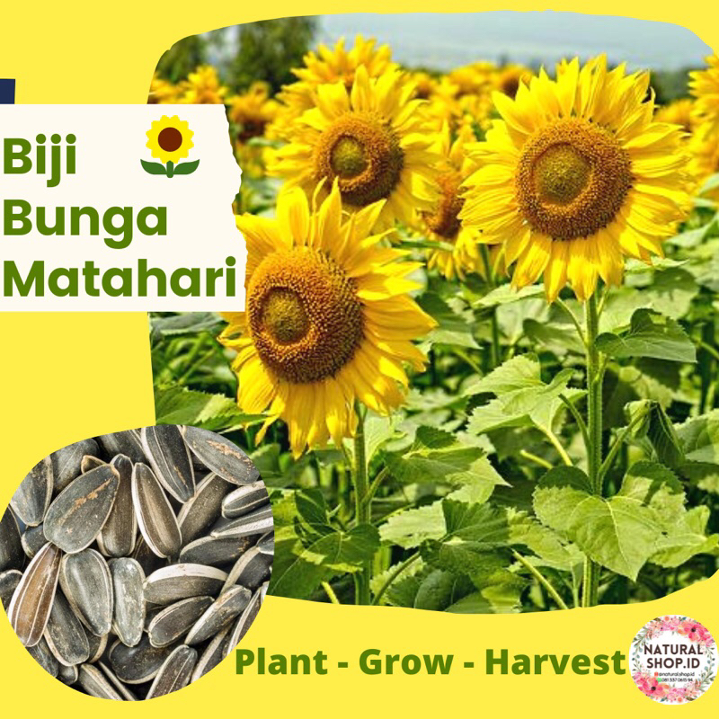 Jual Sunflower Seed - Biji Bunga Matahari dan Butterfy pea | Shopee ...
