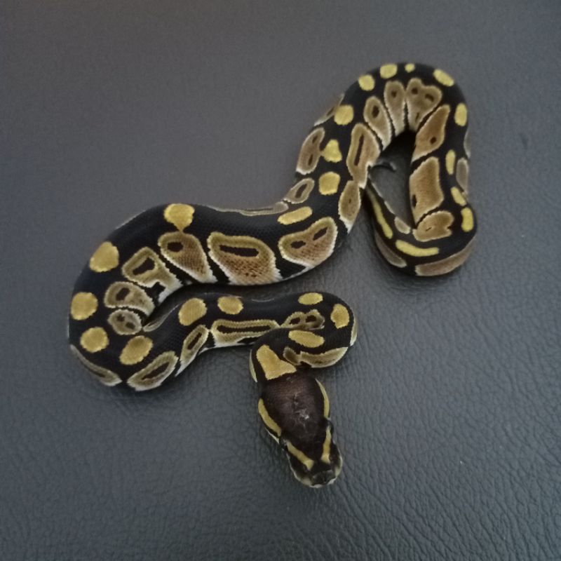 Jual Normal het Lavender Ball Python Female | Shopee Indonesia