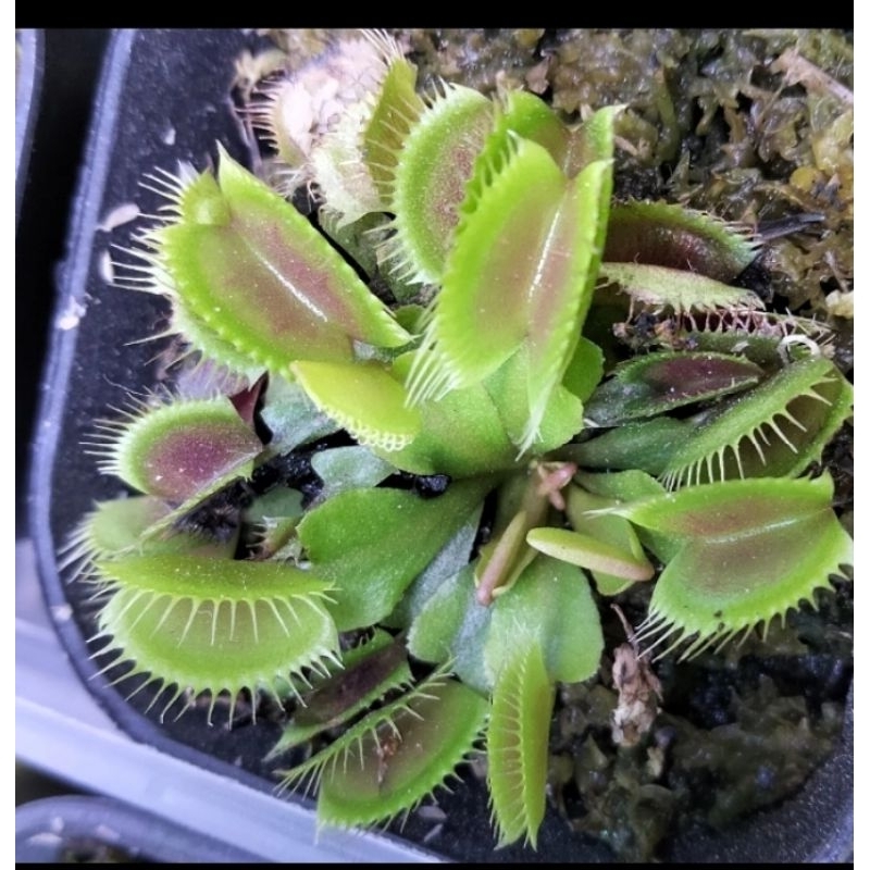 Jual Venus flytrap FINE TOOTH X RED | Shopee Indonesia