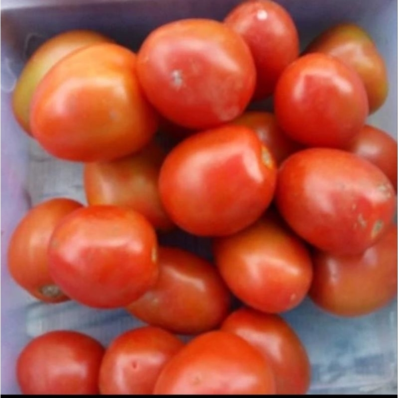 Jual Tomat Segar 250gr | Shopee Indonesia