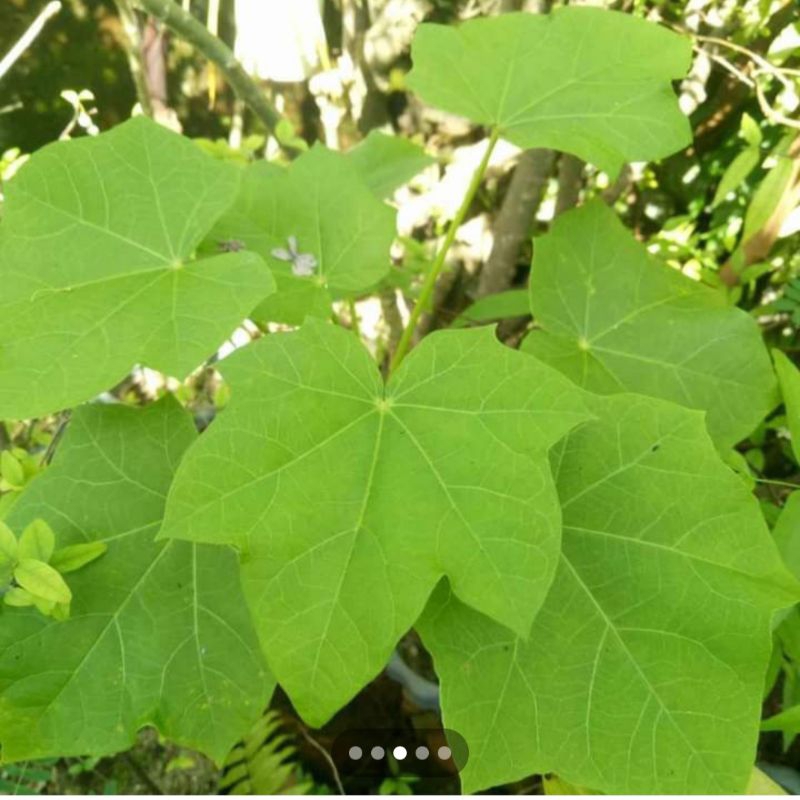 Jual Daun jarak segar per 15 lembar | Shopee Indonesia