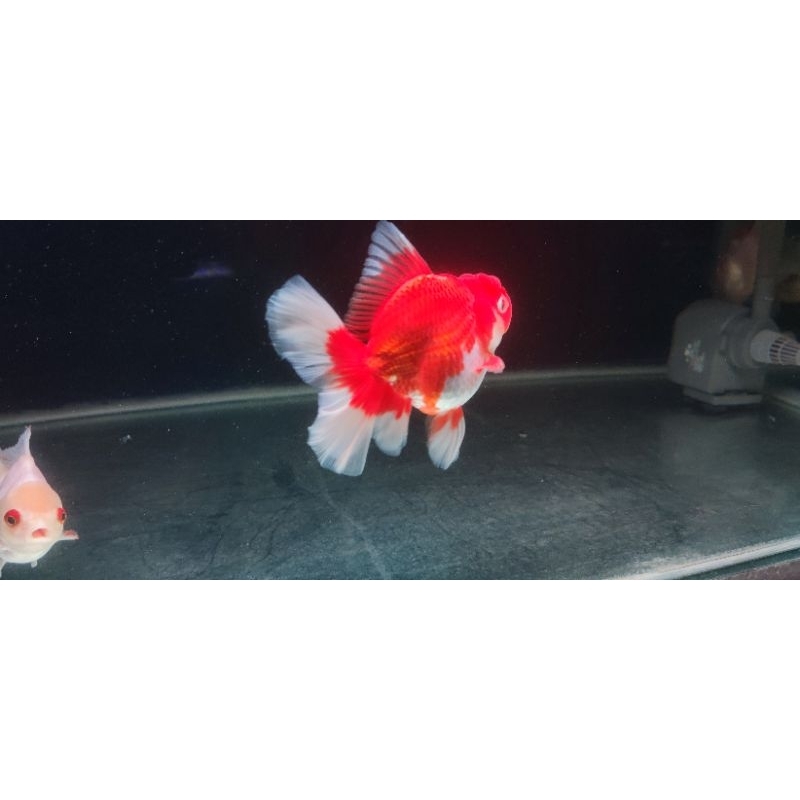 Jual 4 koki oranda show quality | Shopee Indonesia