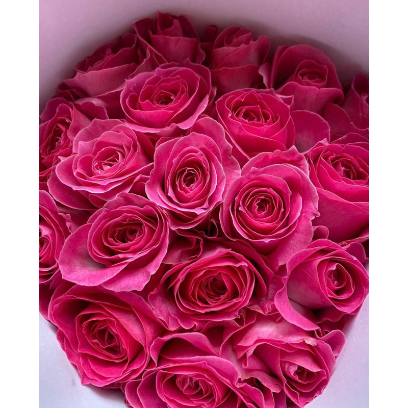 Jual Bunga mawar Potong Segar / 1 ikat 20 tangkai ( pink cerah ...