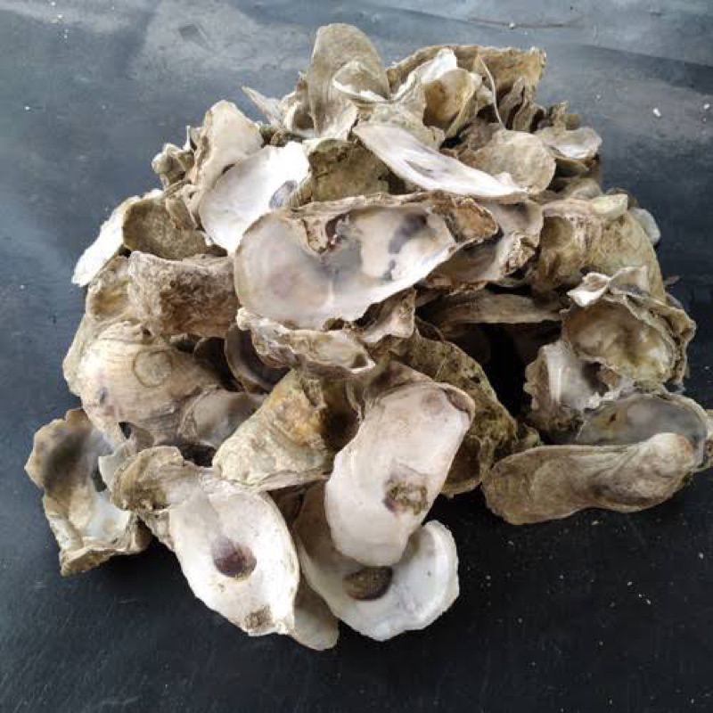 Jual media filter cangkang oyster grade A, oyster shell kulit kerang ...