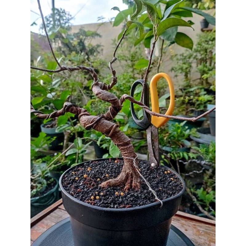 Jual Bonsai Mame Beringin Preh (Ficus Retusa) | Shopee Indonesia