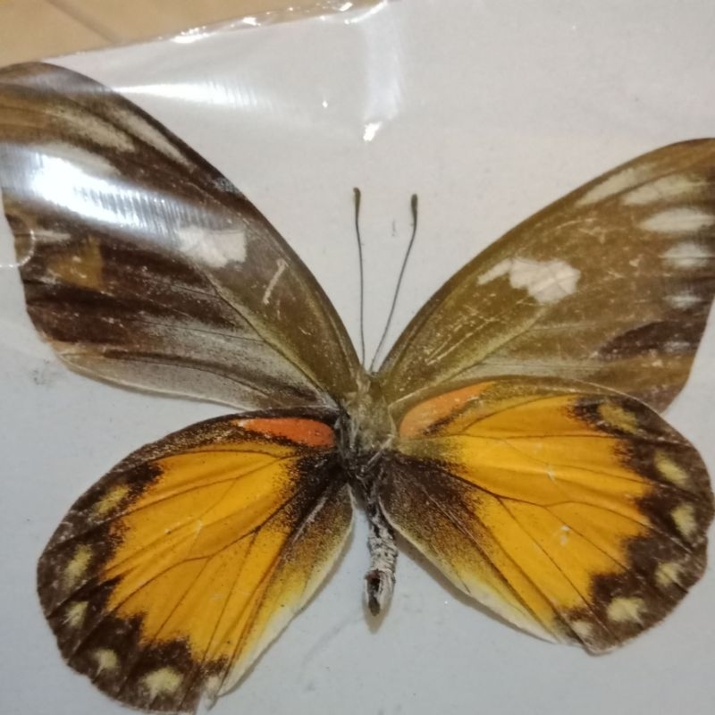Jual Awetan Serangga Kupukupu Kering Delias | Shopee Indonesia