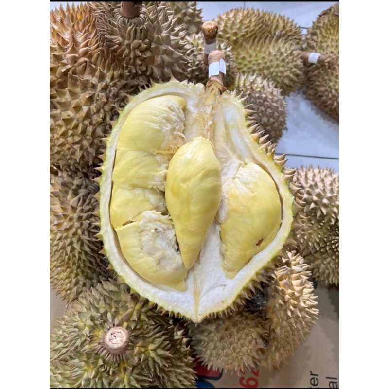 Jual Buah Durian Montong / Monthong Palu Fresh Utuh 1 KG - 6 KG ...