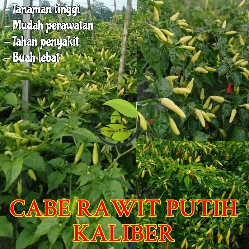 Jual Benih bibit cabai rawit kaliber cabe rawit kaliber | Shopee Indonesia Jual Benih bibit cabai rawit kaliber cabe rawit kaliber | Shopee Indonesia