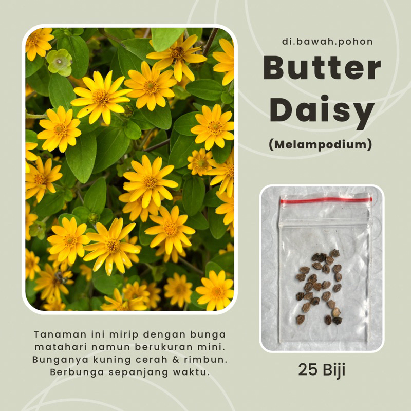 Jual Benih Butter Daisy Bunga Seribu Bintang Matahari Mini Melampodium ...