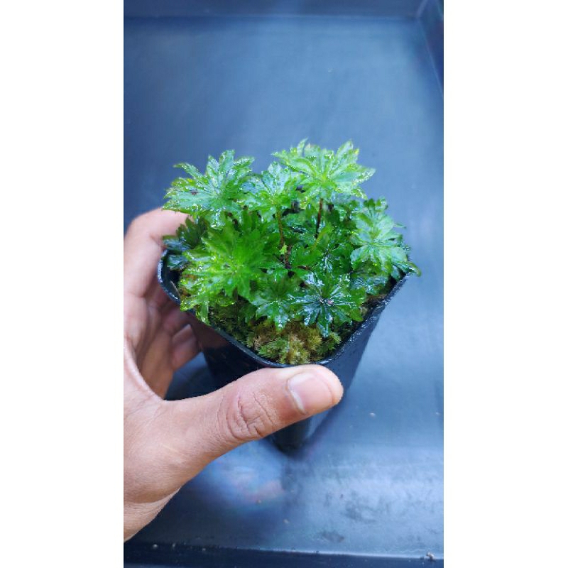 Jual Umbrella moss Tanaman paludarium | Shopee Indonesia