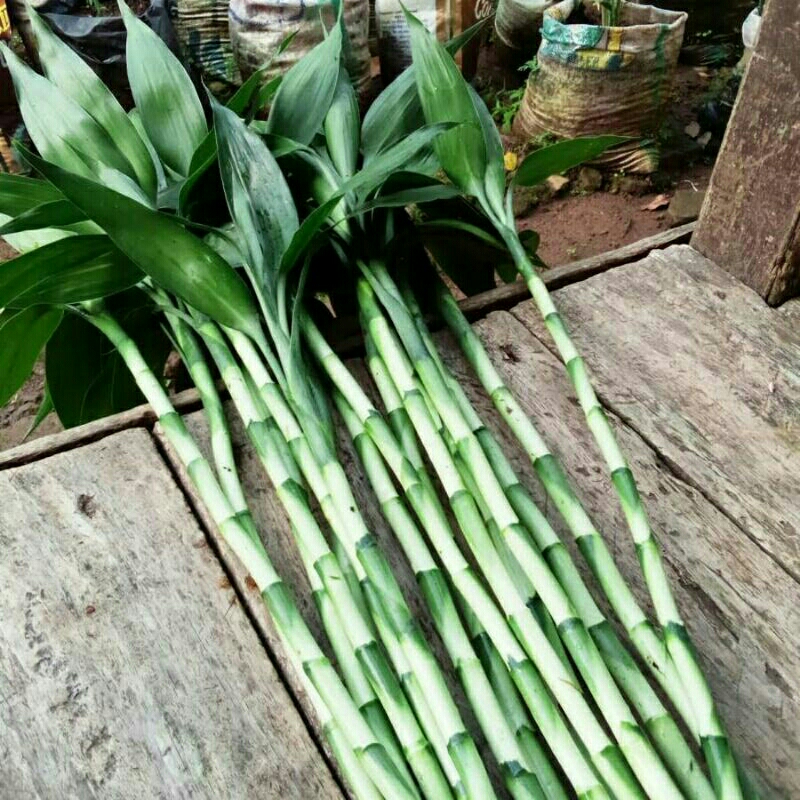 Jual bambu hoki | Shopee Indonesia