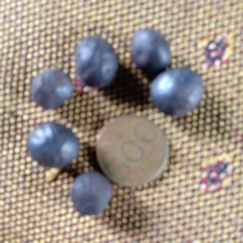 Jual BATU MUNTA BESI | Shopee Indonesia