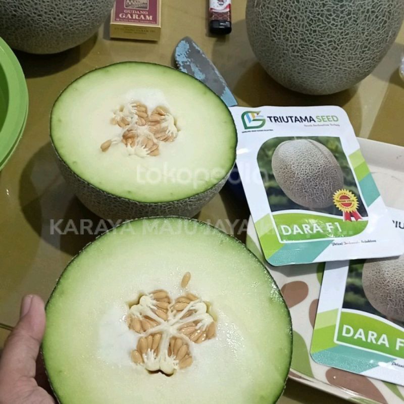 Jual (SIAP KIRIM) DARA F1 benih melon Brix 15+ tahan virus daging tebal ...