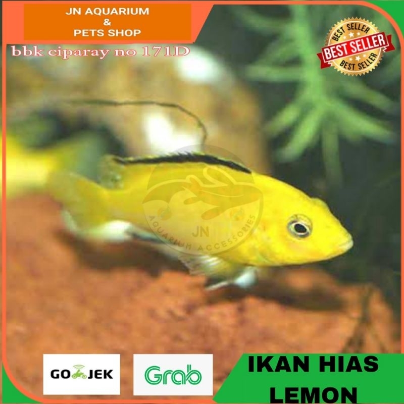 Jual Ikan Hias Lemon Cichlid Ikan Air Tawar Aquarium Aquascape | Shopee ...