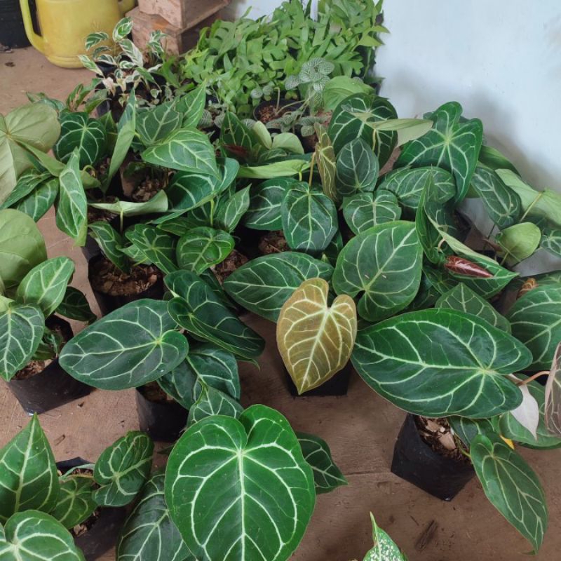 Jual Anthurium kuping gajah / anturium clarinervium / Tanaman hias ...