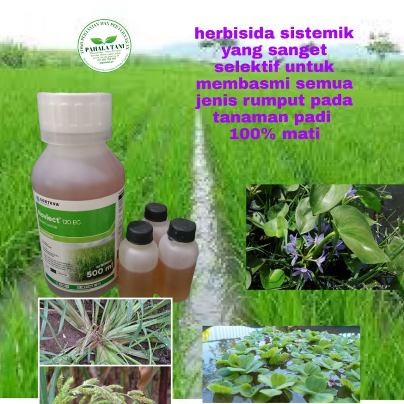 Jual novlect/novlek/racun rumput padi/racun rumput daun lebar/racun ...