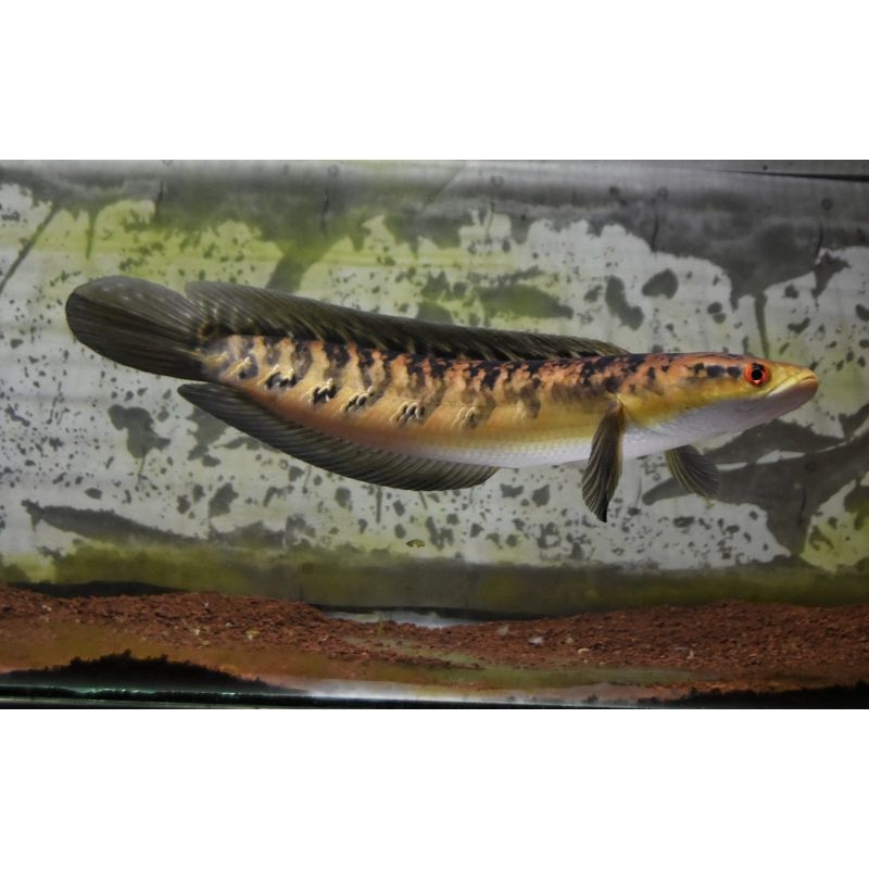 Jual maru yellow sentarum ys/ chana maru ys 13-15 cm (dekorasi aquarium ...