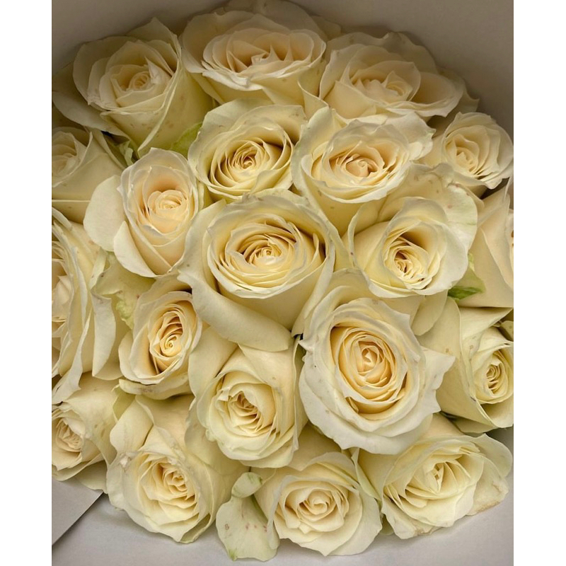 Jual Bunga mawar Potong Segar / 1 ikat 20 tangkai ( putih ) | Shopee ...