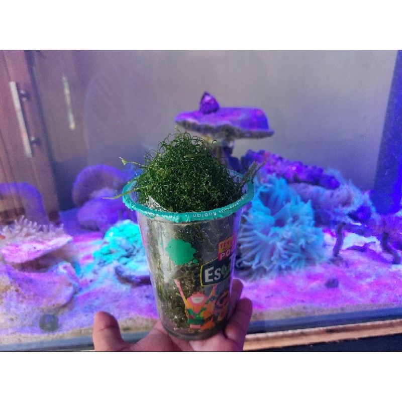 Jual Penurun nitrate & phospate (chaeto/aseman/angguran/alga merah ...