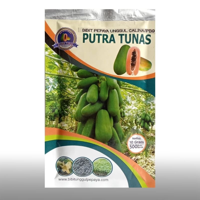 Jual benih biji pepaya calina putra tunas isi 500 butir | Shopee Indonesia