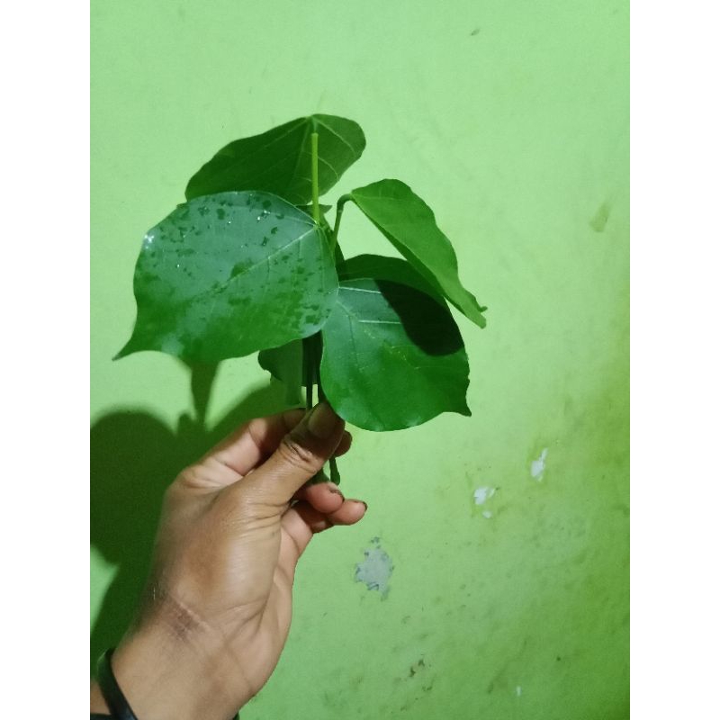 Jual Daun dadap serep segar 30 lembar | Shopee Indonesia