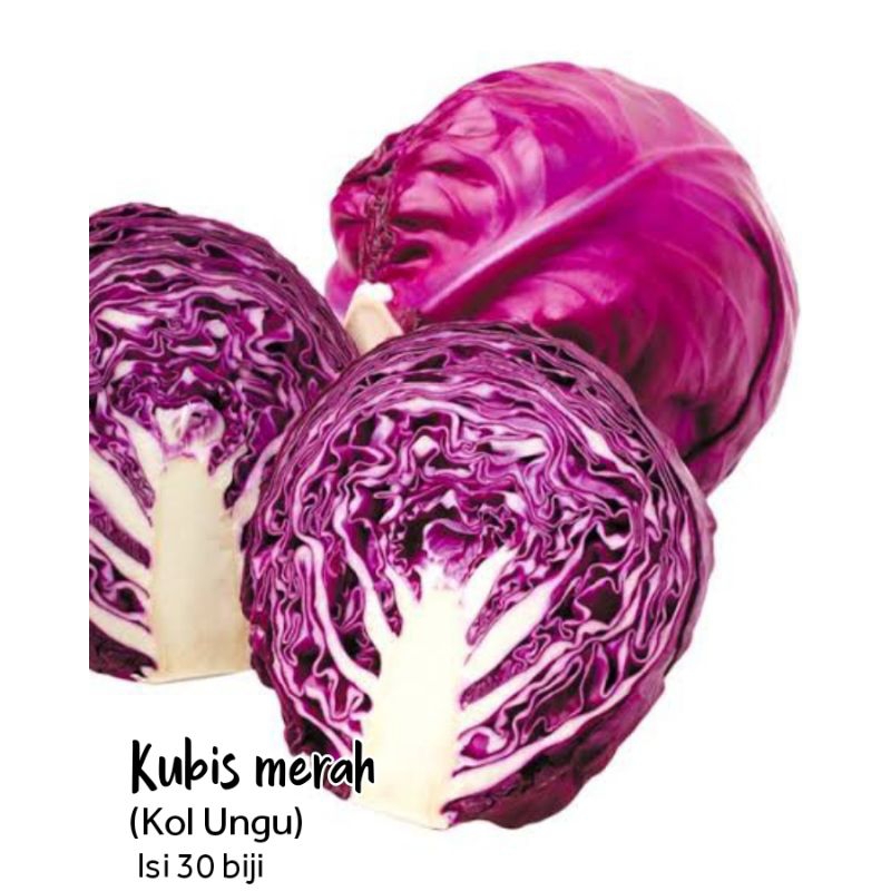 Jual Kubis merah kol ungu benih sayur premium | Shopee Indonesia